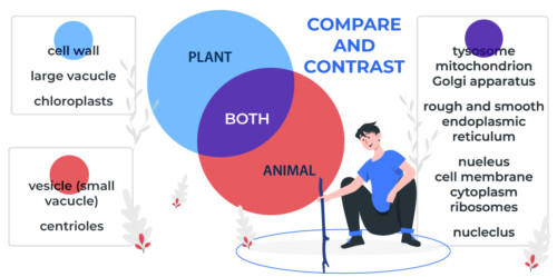 What is a Venn Diagram? A Fun Math Activity For Kids
